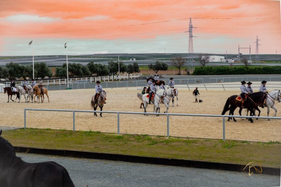 Seville: Horse's Show Entry Ticket. Optional Stud Farm Visit - The Real Value of the Experience