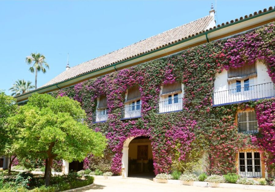 Seville: Palacio de Las Dueñas, La Macarena & Las Setas Tour - What Travelers Can Expect