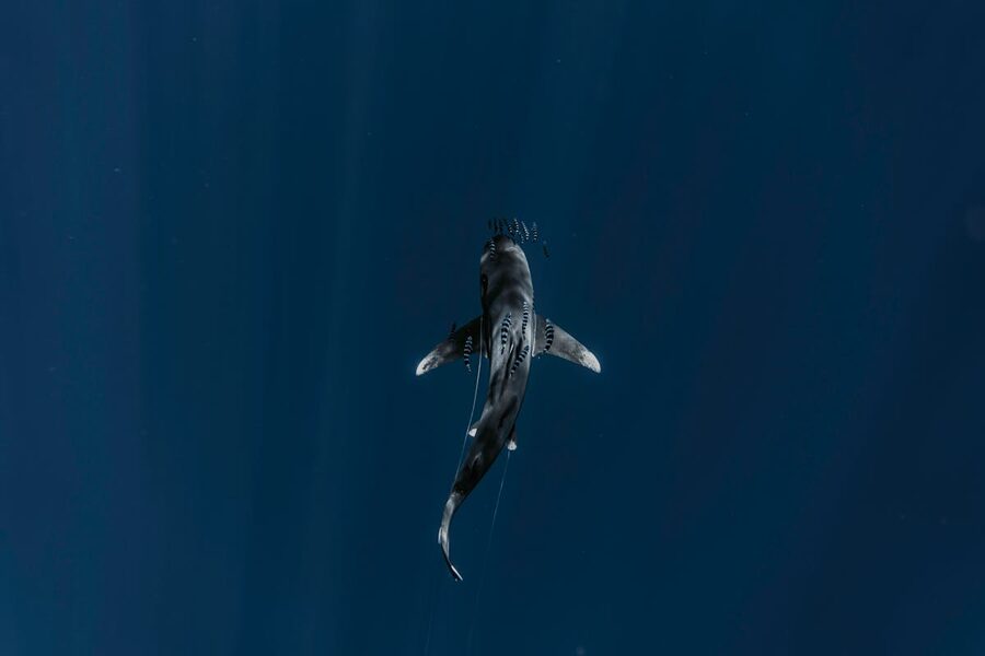 Aerial shot of a shark gliding through deep ocean waters