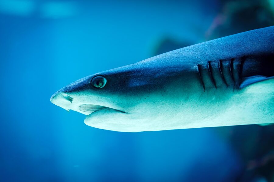 Shark swimming in deep blue water underwater view