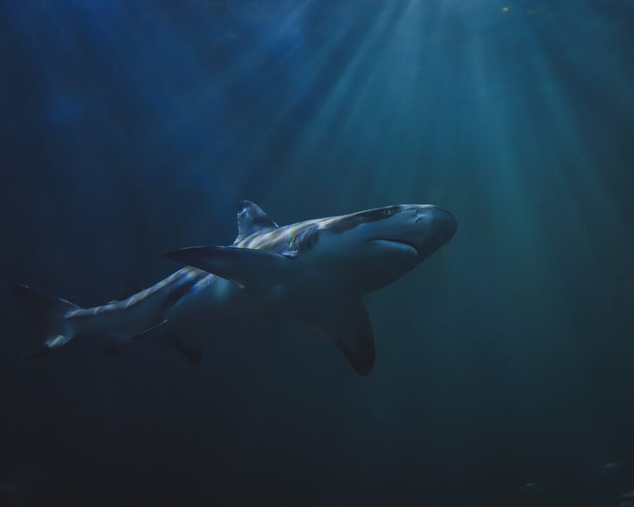 Shark gliding through deep ocean waters with sun rays filtering down