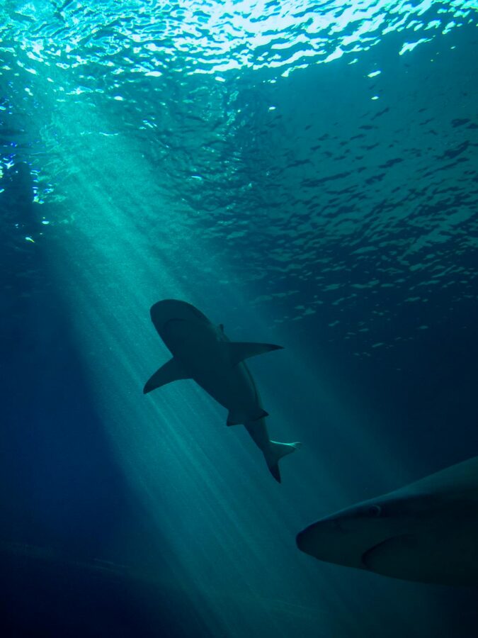 Shark silhouette swimming with sunlight filtering through water above