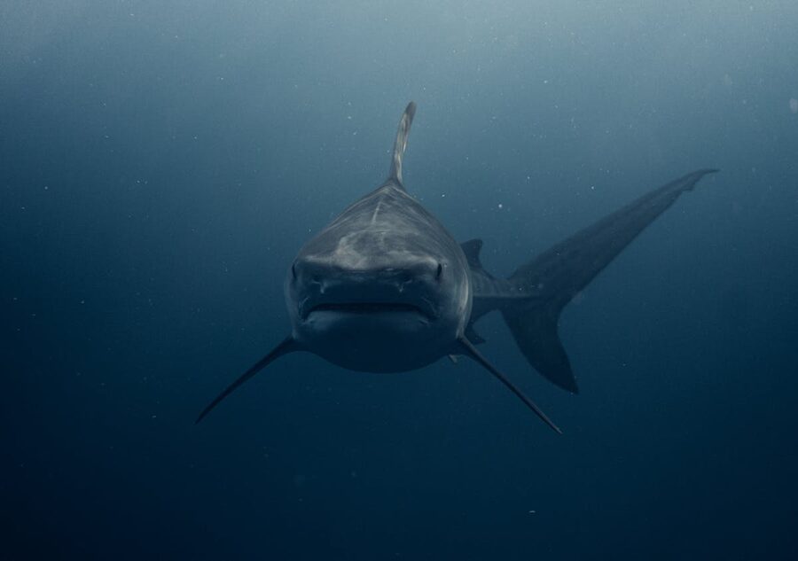 Underwater photograph of a shark swimming in Haleiwa Hawaii