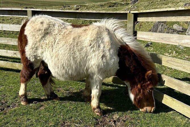 Shetland Pony Express - Pricing and Value for Money