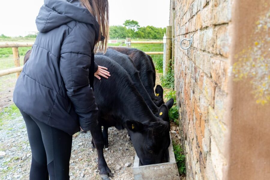Shropshire: Meet the Mini Moos Cow Cuddling Experience - Authentic Feedback from Visitors