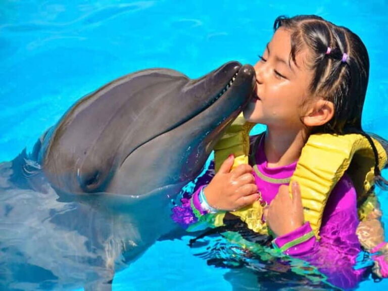Side/Alanya: Swimming with Dolphins and Dolphin Show - An Overview of the Experience