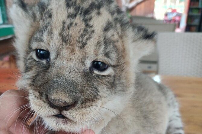 Side Green Canyon, Waterfall and Baby Lions with Mosque Visit - Who Is This Tour Best For?