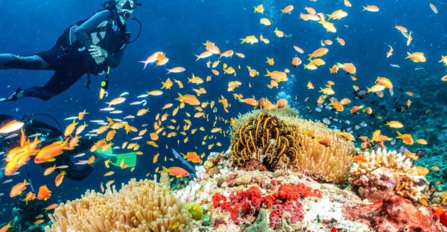 Side: Scuba Diving Tour Journey To The Depths Of The Blue - What Makes This Tour Stand Out