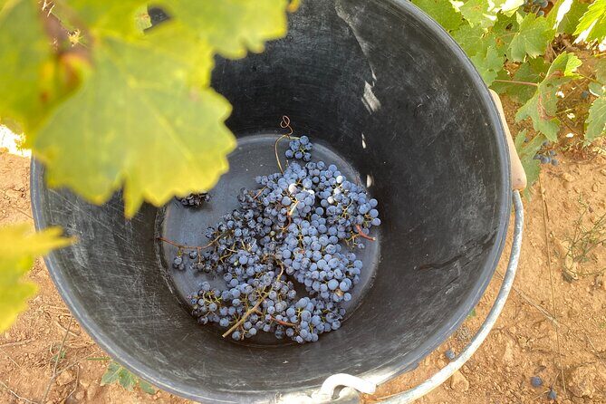 Singular Valencia Wine Tour Utiel Requena Wineries - Exploring the Itinerary in Detail