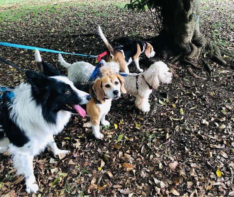 Skiathos: Dog Shelter Visit, Hike & Cooking Class with Lunch - Who Is This Tour Perfect For?