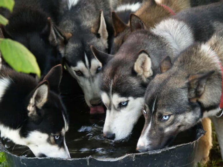 SLED DOG KENNEL VISIT TARTU COUNTRY ESTONIA - What You Can Expect from Your Sled Dog Kennel Visit