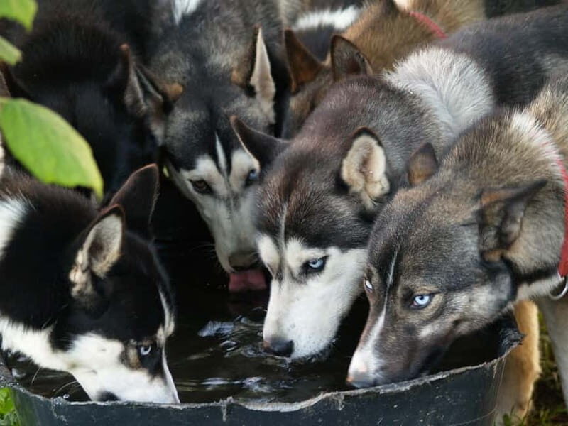 SLED DOG KENNEL VISIT TARTU COUNTRY ESTONIA - What You Can Expect from Your Sled Dog Kennel Visit