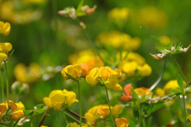 Slow Parma Food Experience Half Day Private Tour and Tasting - A Deep Dive into the Tour Experience