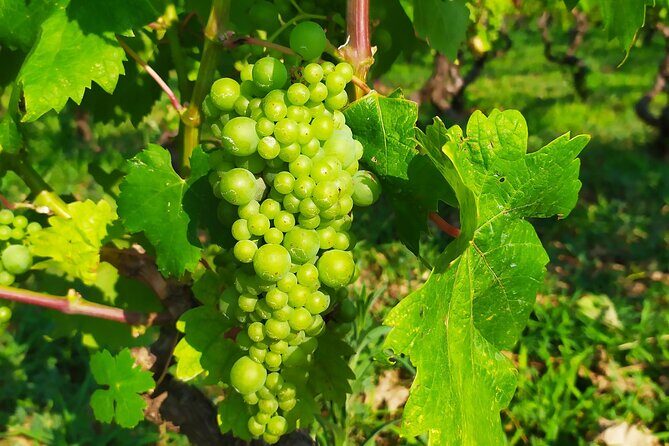 Slurp of Grk Korcula Wine Tour | Wine Tasting in Lumbarda - Final Thoughts: Why This Tour Is a Great Value