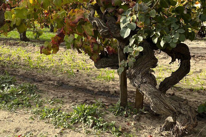 Small group half day Camargue and Aigues Mortes tour - Who Should Consider This Tour?