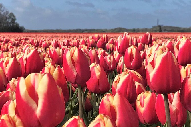 Small Group Tulip and Spring Flower Fields Bike Tour - Who Will Love This Tour?