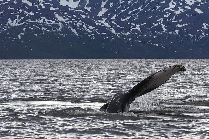 Small group Whale watching - The Value of This Whale Watching Tour