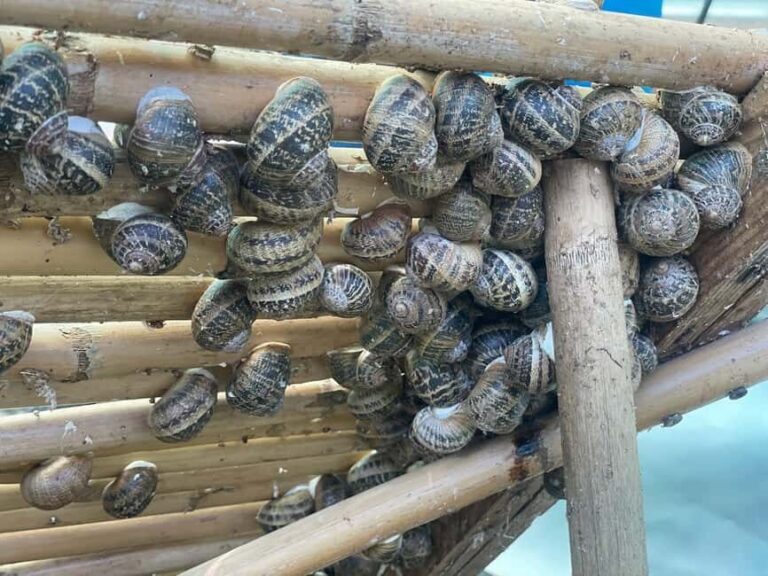 Snail and olive farm tour with table olives & homemade sweet - Why This Tour Works Well