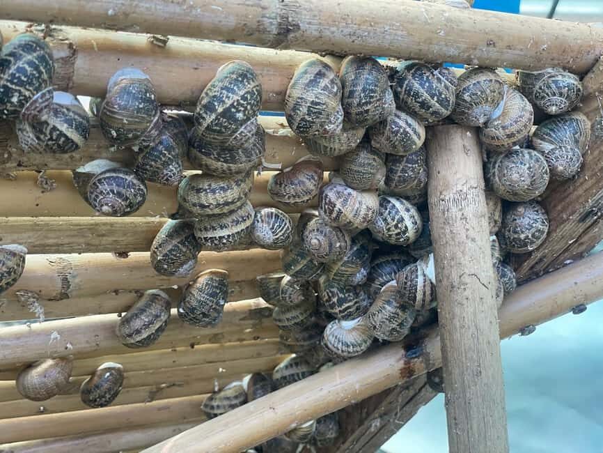 Snail and olive farm tour with table olives & homemade sweet - Why This Tour Works Well