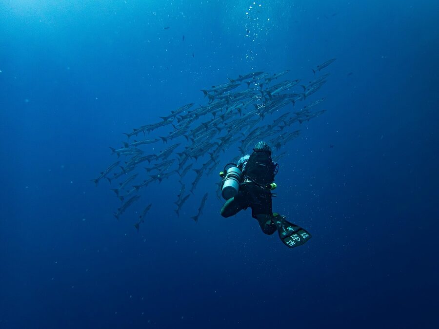 Fish schooling underwater during a snorkel