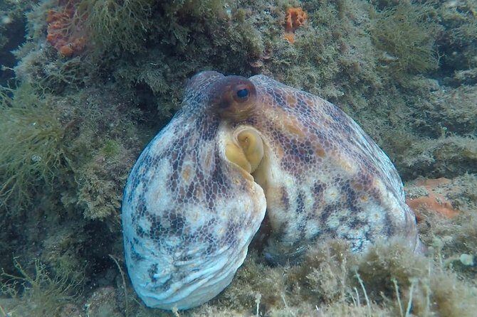 Snorkel Tour in Paraggi Bay - Authentic Insights from Reviewers