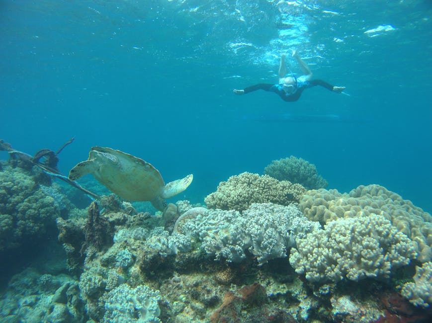 Snorkeler with sea turtle on Great Barrier Reef