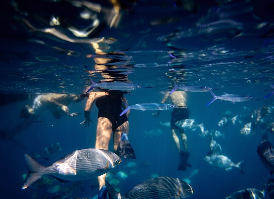 Snorkelers explore marine life in clear Hawaiian waters