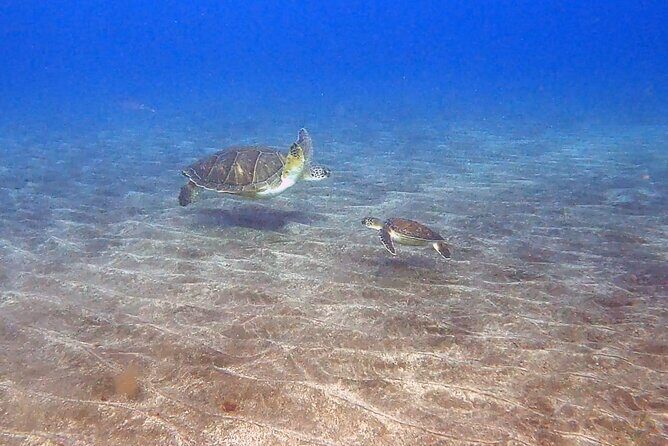 Snorkeling excursion in the Rayas and Turtles Zone - How the Trip Unfolds: A Detailed Breakdown