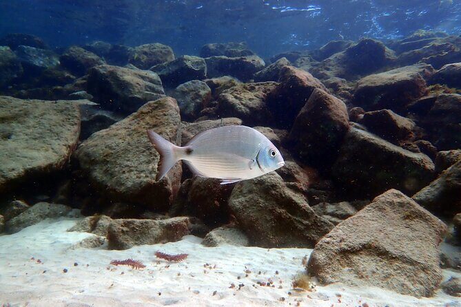 Snorkeling in Costa Teguise: 2-Hour Guided Tour in Lanzarote - Who Is This Tour Best For?