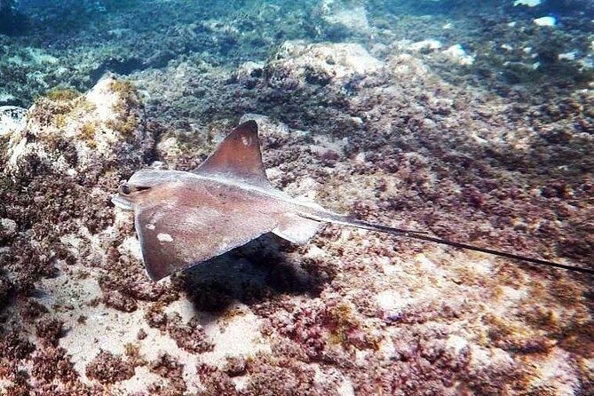 Snorkeling in Gran Canaria with Hotel Pick-up - Final Thoughts: Is It Worth It?