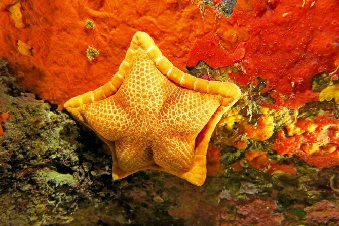 Snorkeling in the Marine Protected Area of Capo Carbonara - The Sum Up