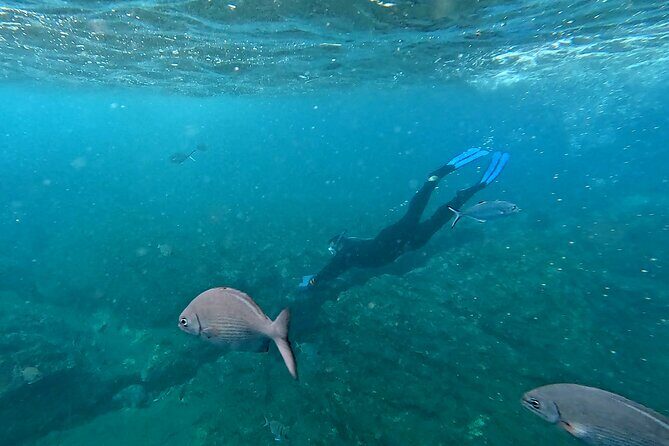 Snorkeling Tour Ilhéu from Vila Franca do Campo - What Travelers Say: Authentic Experiences and Helpful Guides