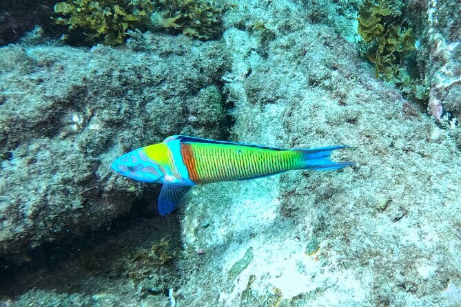 Snorkeling with a Professional Instructor in Tenerife - Why We Think This Tour Offers Great Value