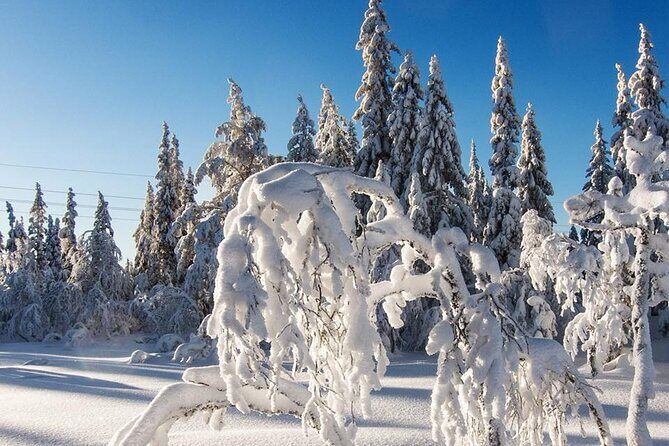 Snowshoe Tour in Winter Wonderland - Oslo - Wildlife and Nature Insights