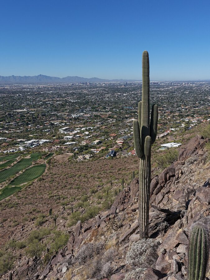 Saguaro cactus on Camelback Mountain in Phoenix Arizona