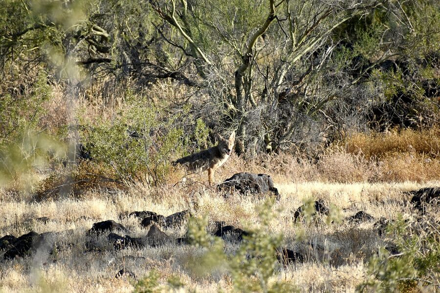 Coyote in the Sonoran Desert of Arizona