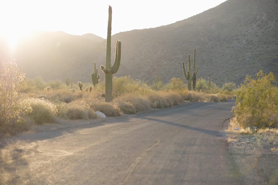 Narrow desert road weaving through saguaros in Arizona