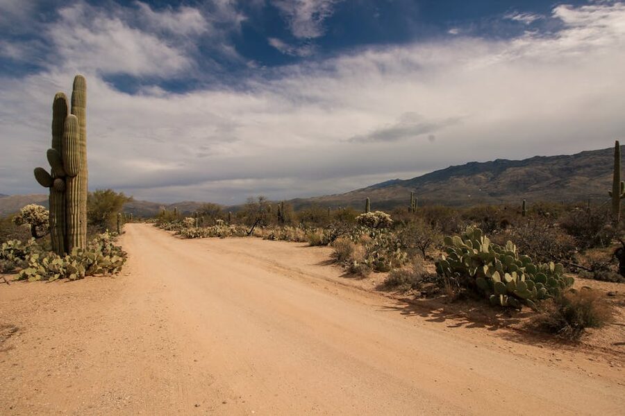 Dirt road winding through cacti in the Sonoran Desert, Arizona