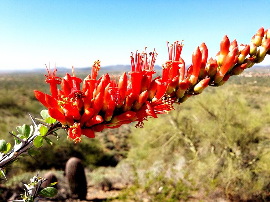 Ocotillo in bloom in the Arizona desert