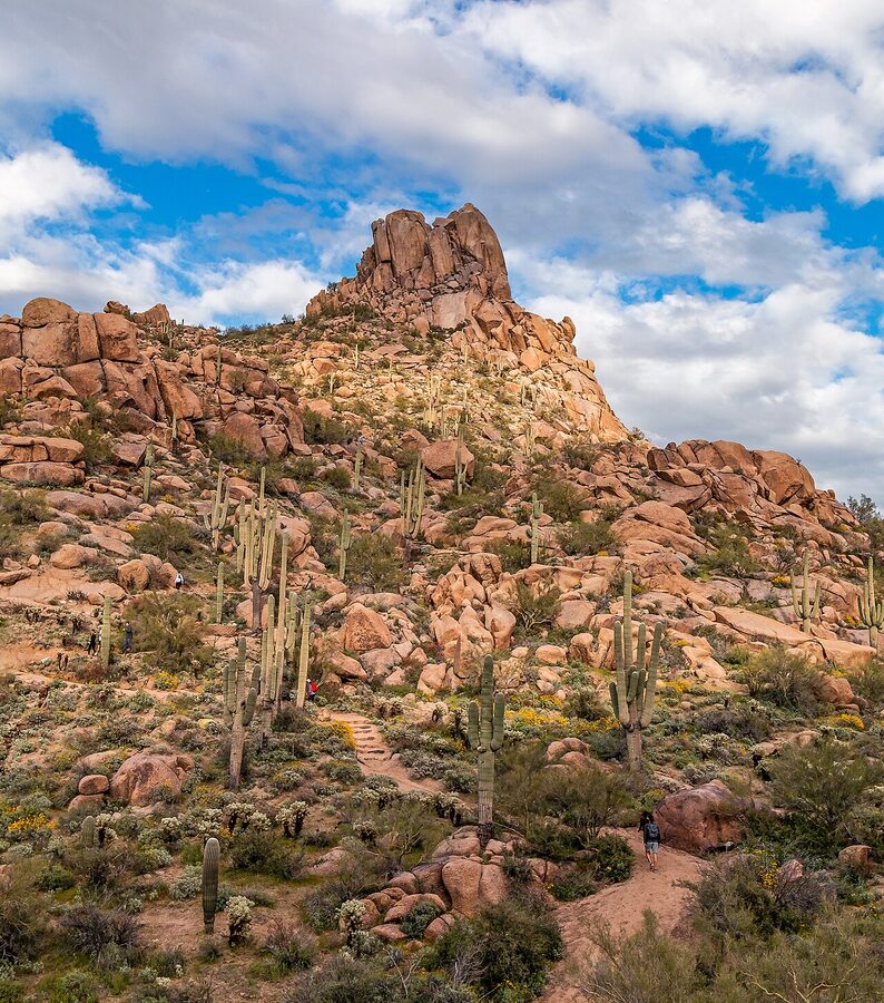 Pinnacle Peak in Scottsdale, Arizona in springtime with saguaro cacti and spring bloom
