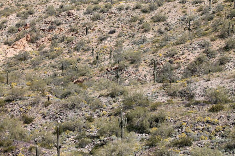 Saguaro cacti and rocky terrain in the Phoenix, Arizona desert