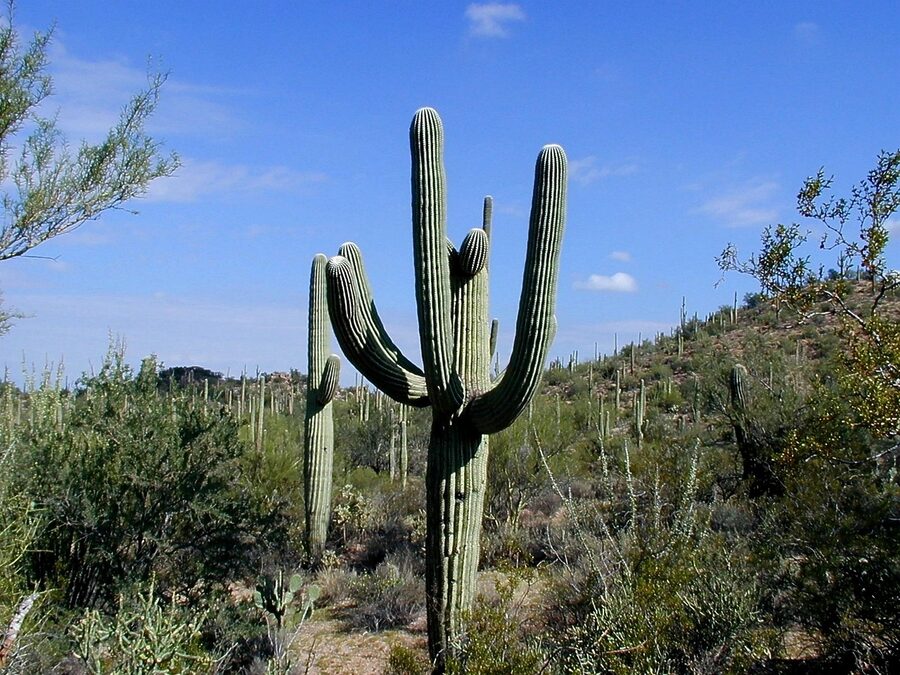 Large saguaro cactus in Arizona Sonoran Desert