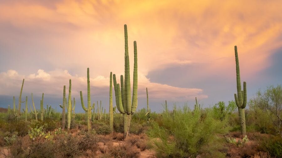 Saguaro cacti silhouetted against an Arizona Sonoran Desert sunset