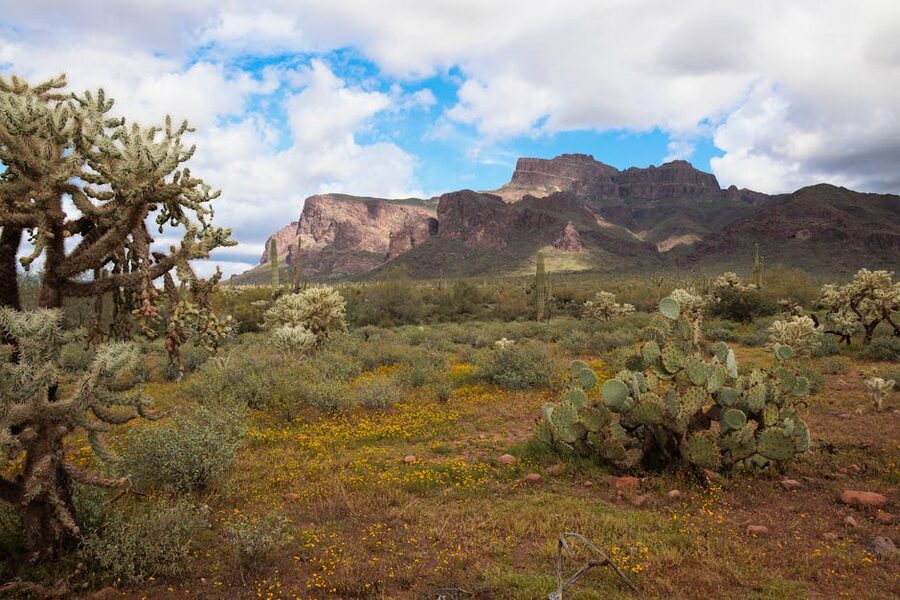Superstition Mountains in Arizona with cacti and wildflowers in bloom