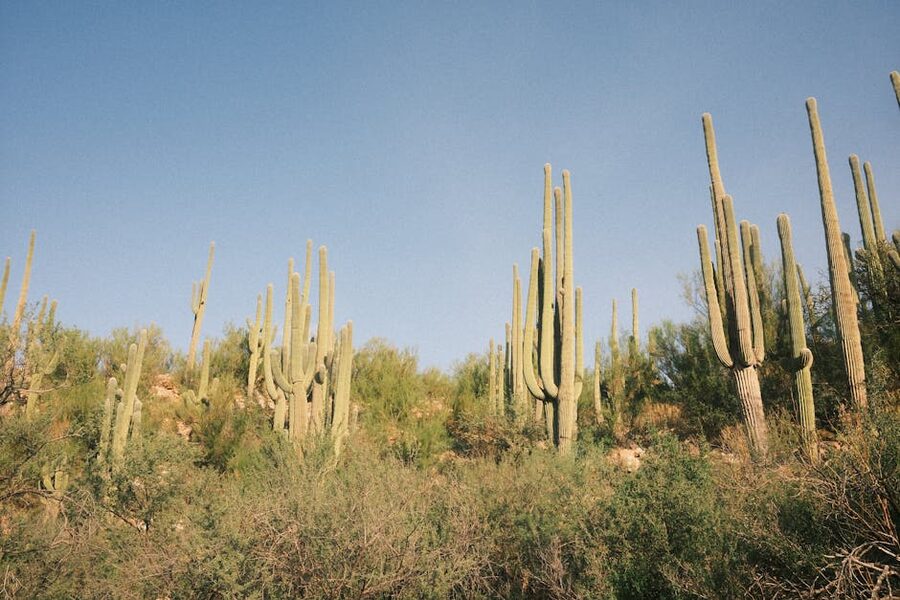 Towering saguaro cactus in the Arizona desert under clear blue sky
