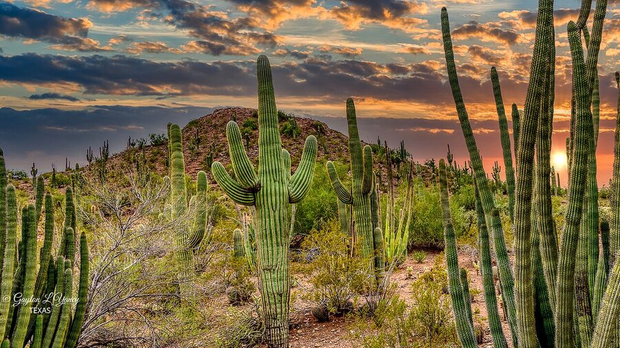 Sonoran Desert landscape near Phoenix, Arizona