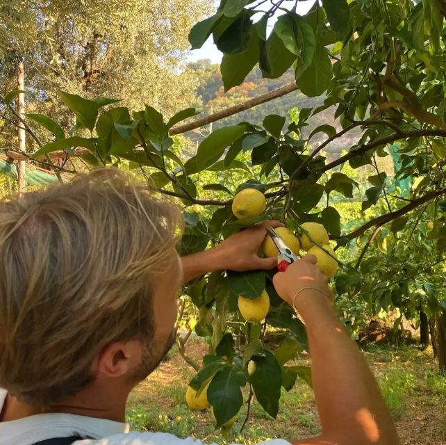 Sorrento: Authentic Lemon Experience in a Farm with Tastings - Creating Your Own Lemonade and Tasting Local Products