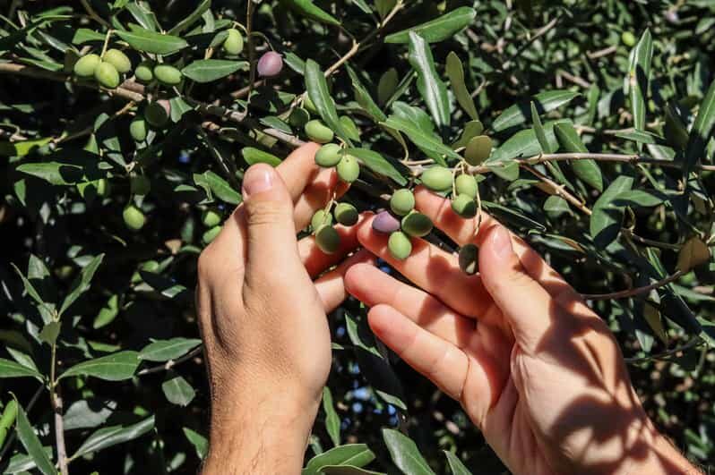 Sorrento: Guided Olive Mill Visit with Tastings - Analyzing the Value