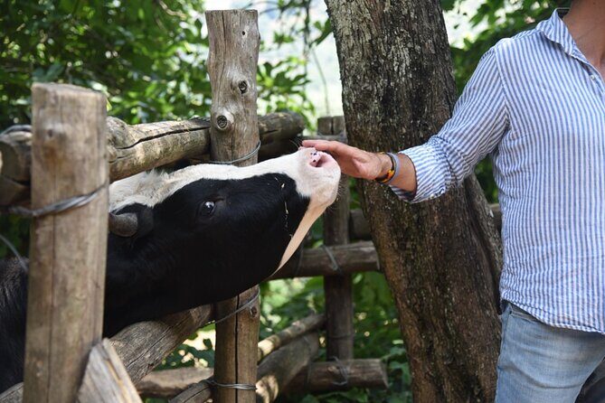 Sorrento Half-Day Farm Experience: Pizza, Cheese Making and Wine - The Experience in Detail