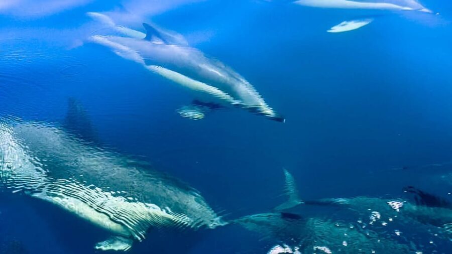 Sotogrande: Dolphin watching experience with expert crew - FAQ